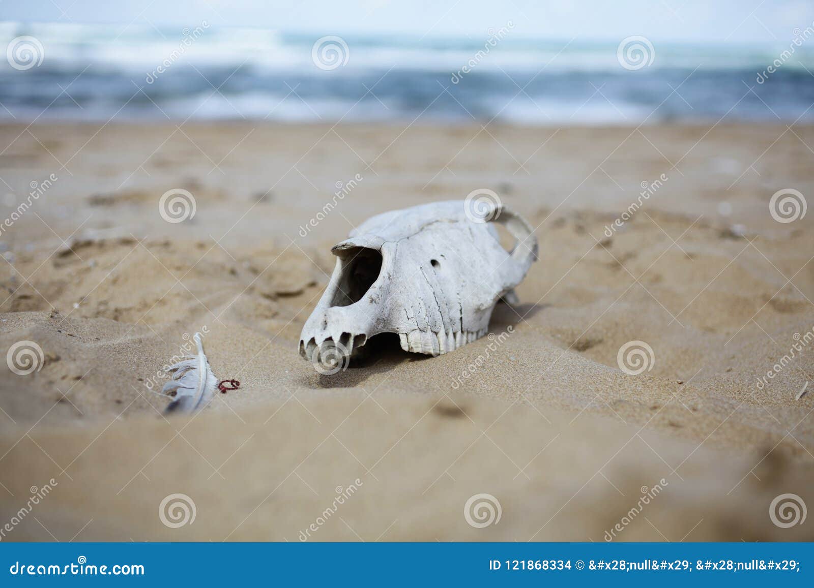 Animal skull on sand stock photo. Image of death, africa - 121868334