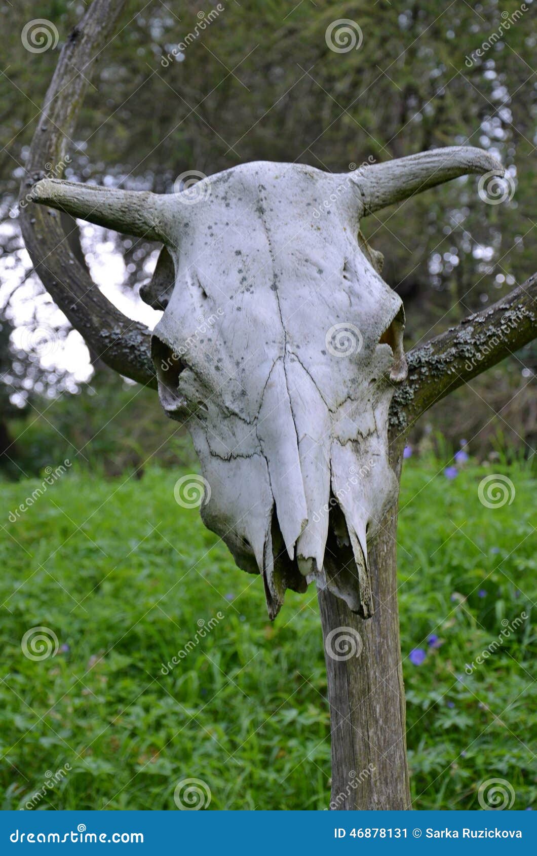 Animal skull on the tree stock image. Image of tree, faith - 46878131