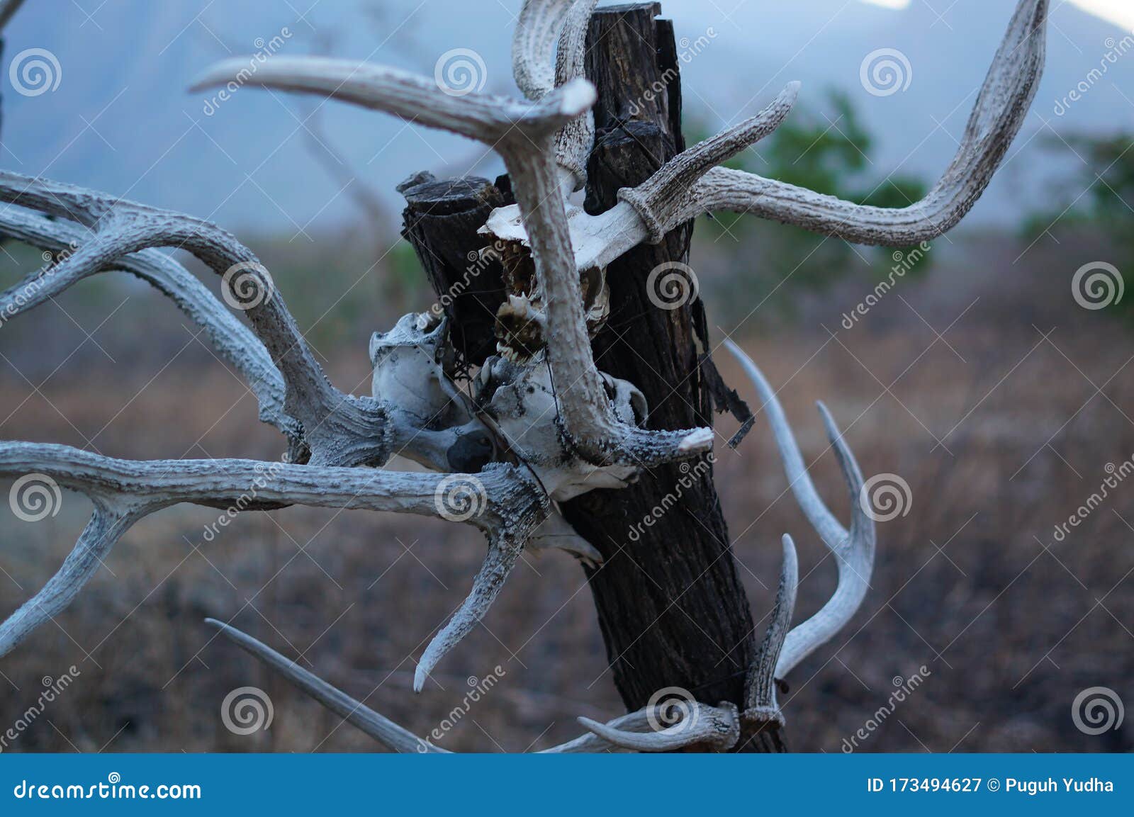 Animal Skulls Hung on Dead Trees Stock Image - Image of bones, desert ...