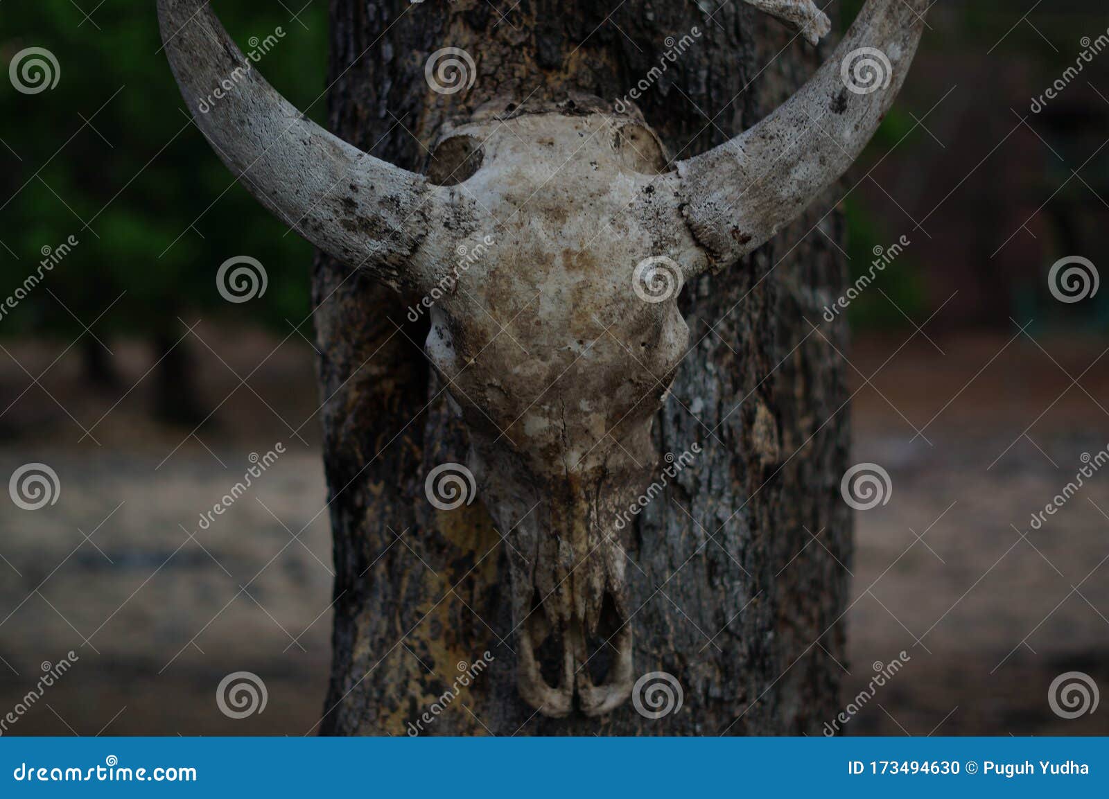 Animal Skulls Hung on Dead Trees Stock Photo - Image of horns ...