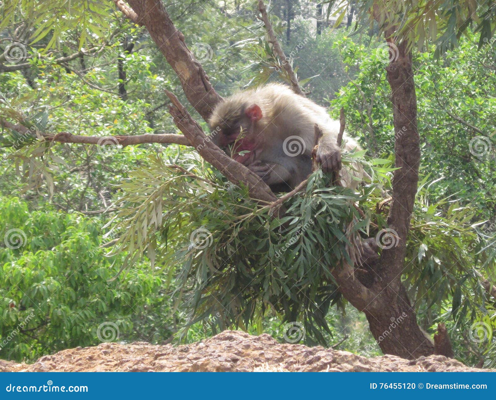 Animal stock photo. Image of heal, forest, area, monkey - 76455120