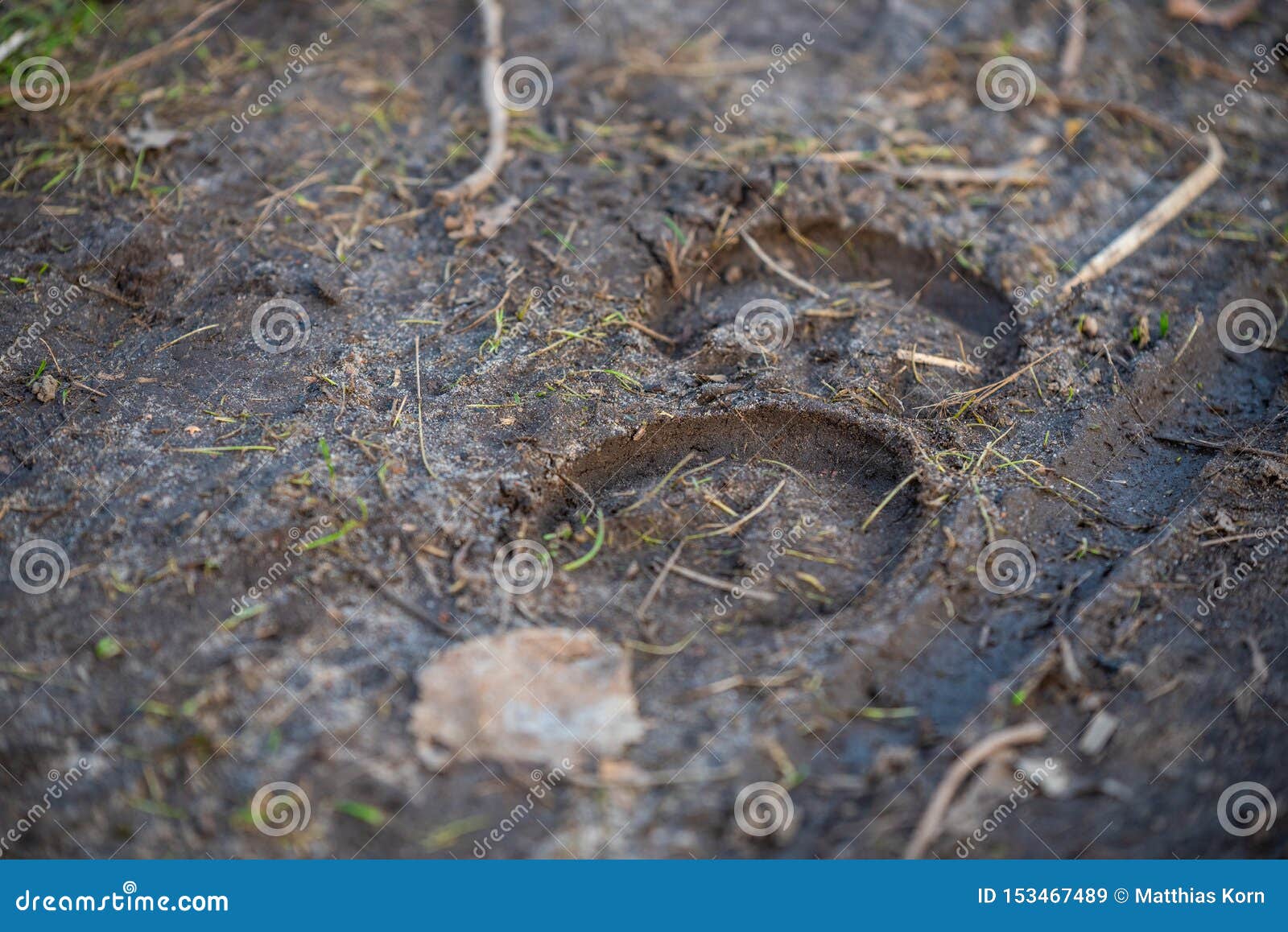 Animal Small Footprints on the Floor Stock Image - Image of human ...