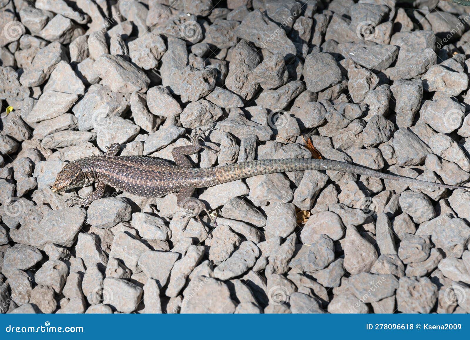 Small Lizard Basking on Stones Stock Photo - Image of reptiles, environment: 278096618