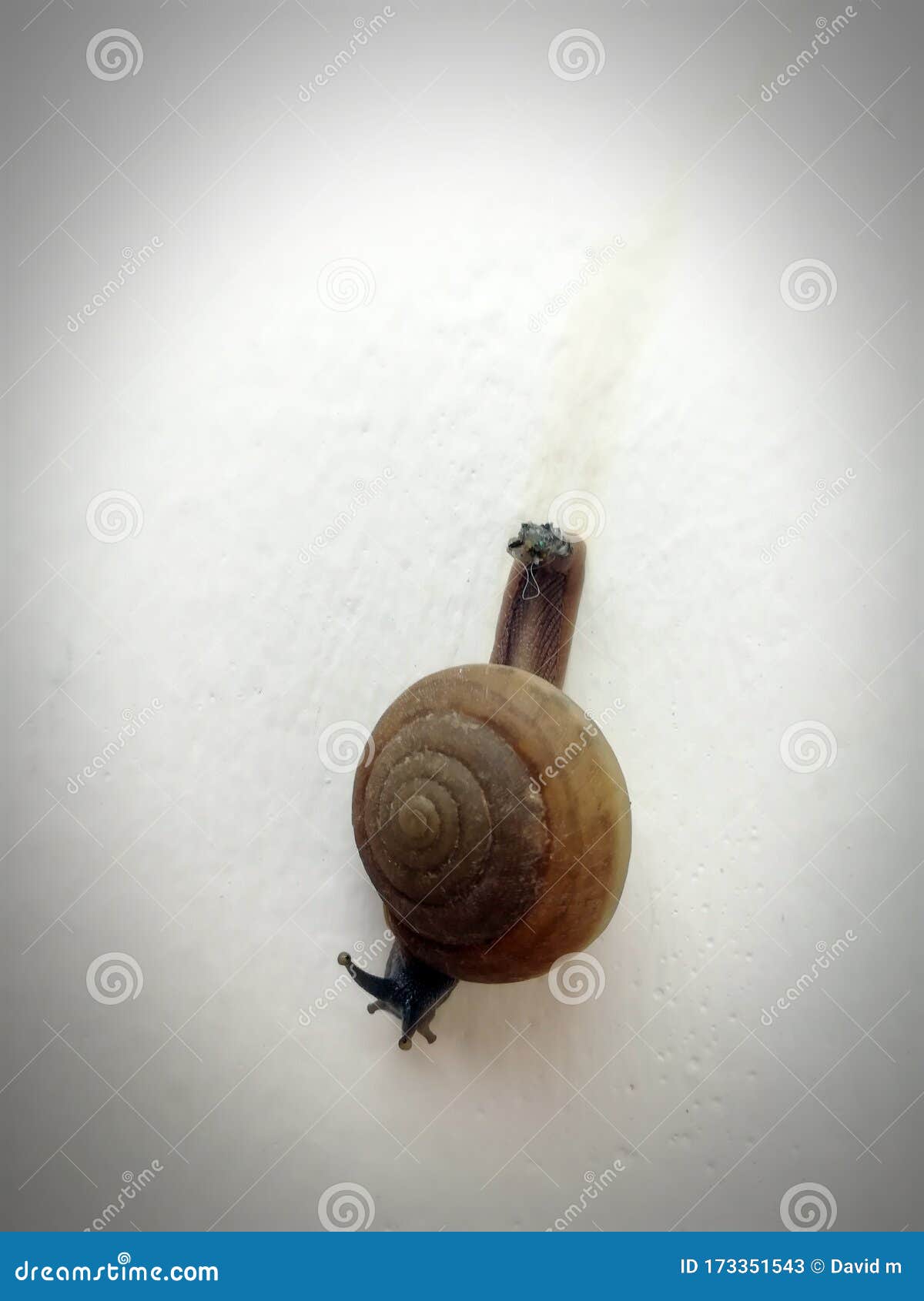 Animal Snails Slowly Natural Walking Stock Image - Image of walking ...