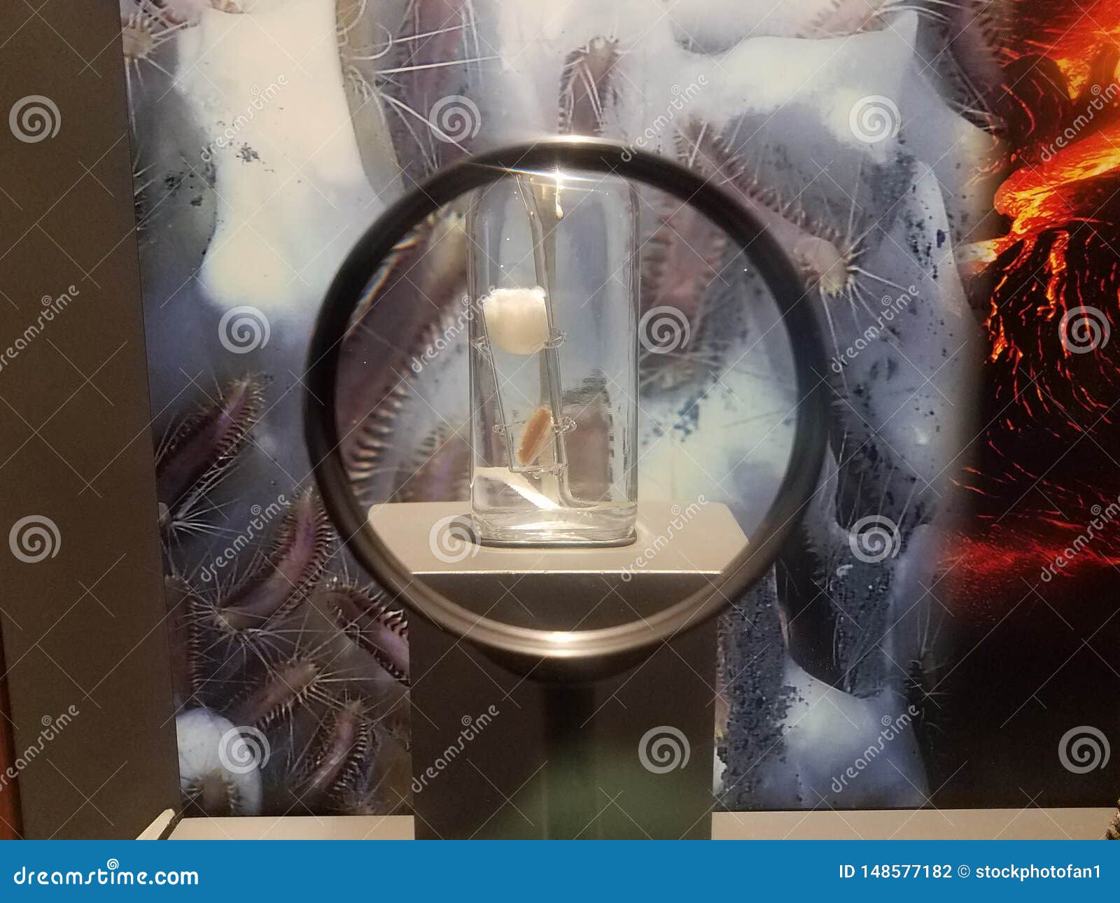Animal Specimen in Tube with Magnifying Glass Editorial Photography ...