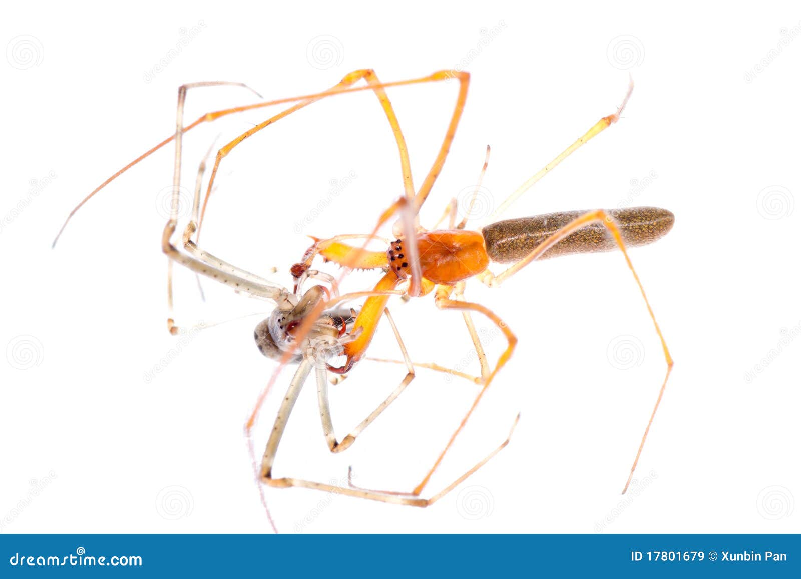 Animal spider fight stock image. Image of macro, bite - 17801679
