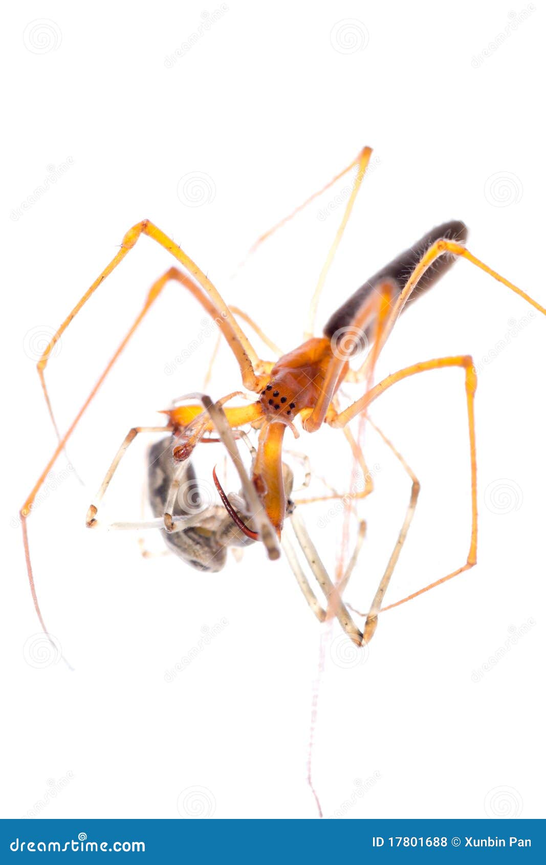 Animal spider fight stock photo. Image of poisonous, arachnida - 17801688