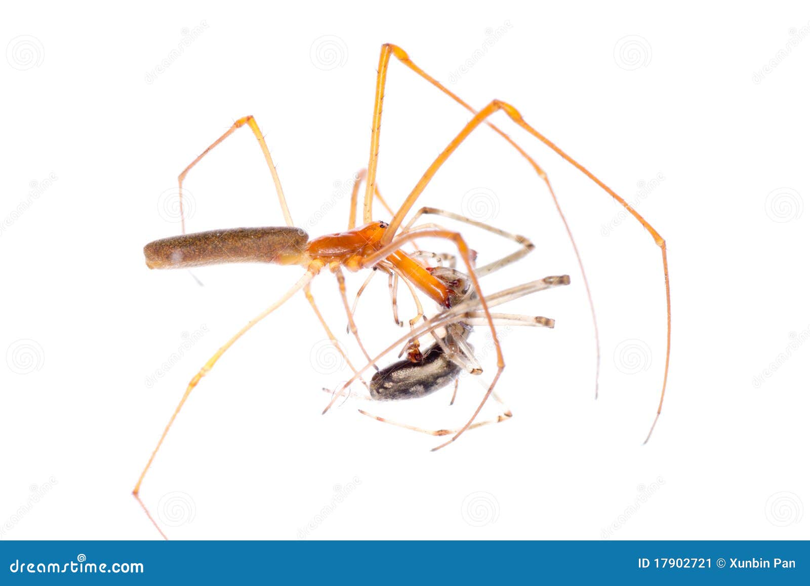 Animal spider fight stock image. Image of front, fight - 17902721
