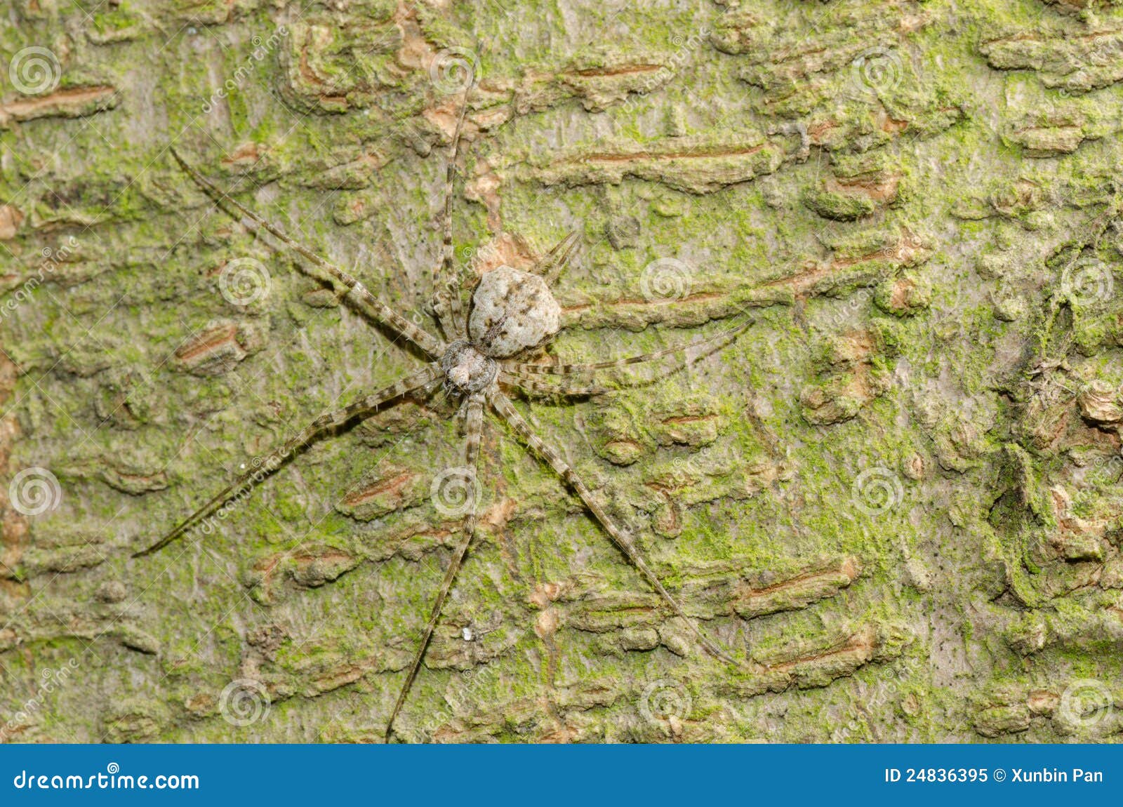 Animal spider on tree stock image. Image of crawly, arachnophobia ...