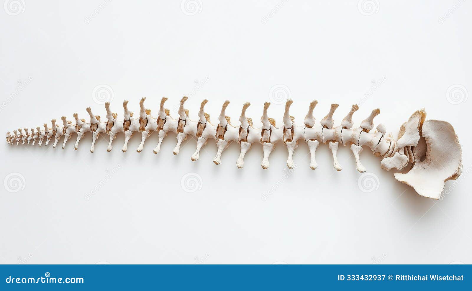 Animal Spine Skeleton Aligned Horizontally Stock Illustration ...