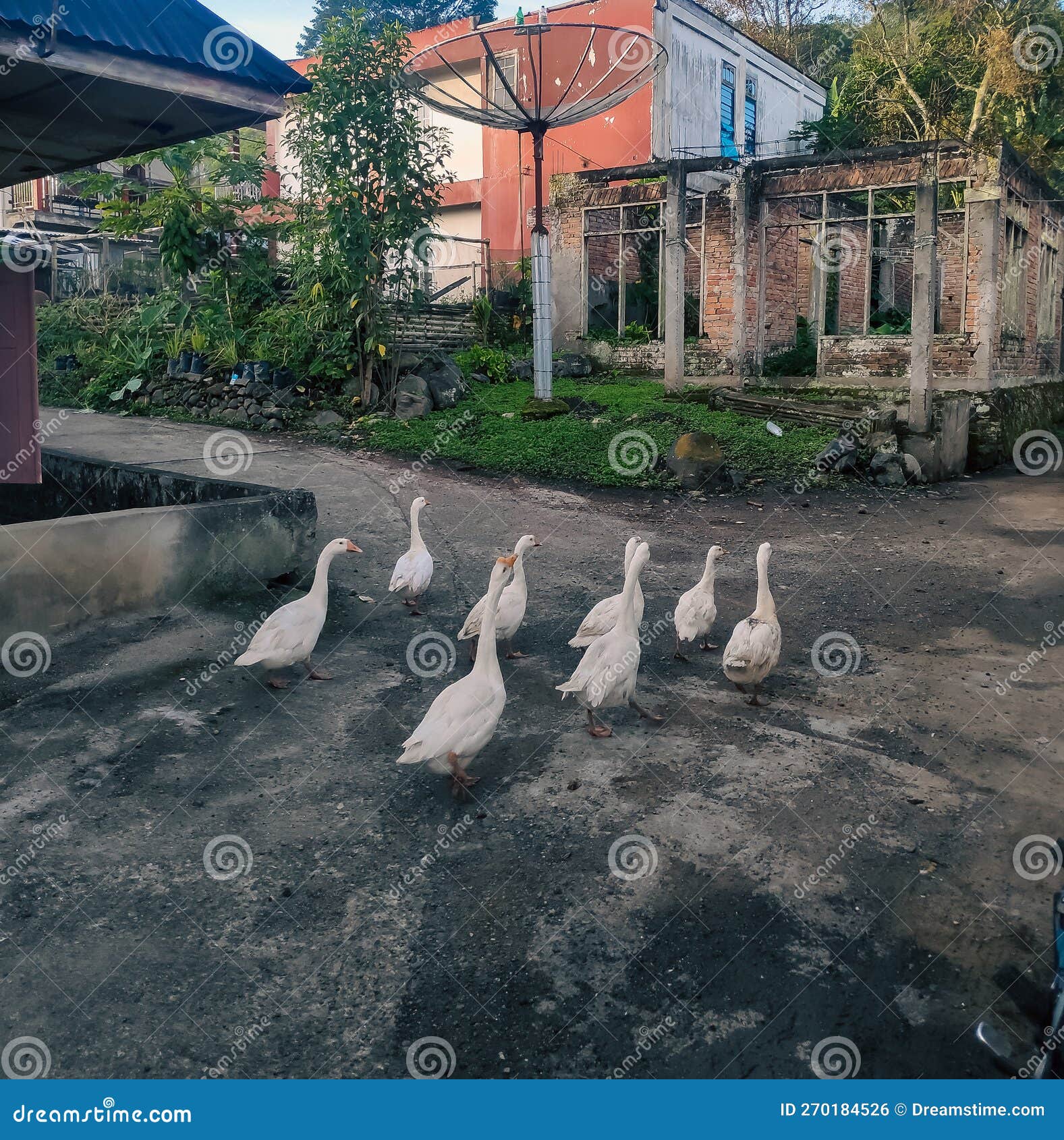 Animal street city duck stock photo. Image of animal - 270184526