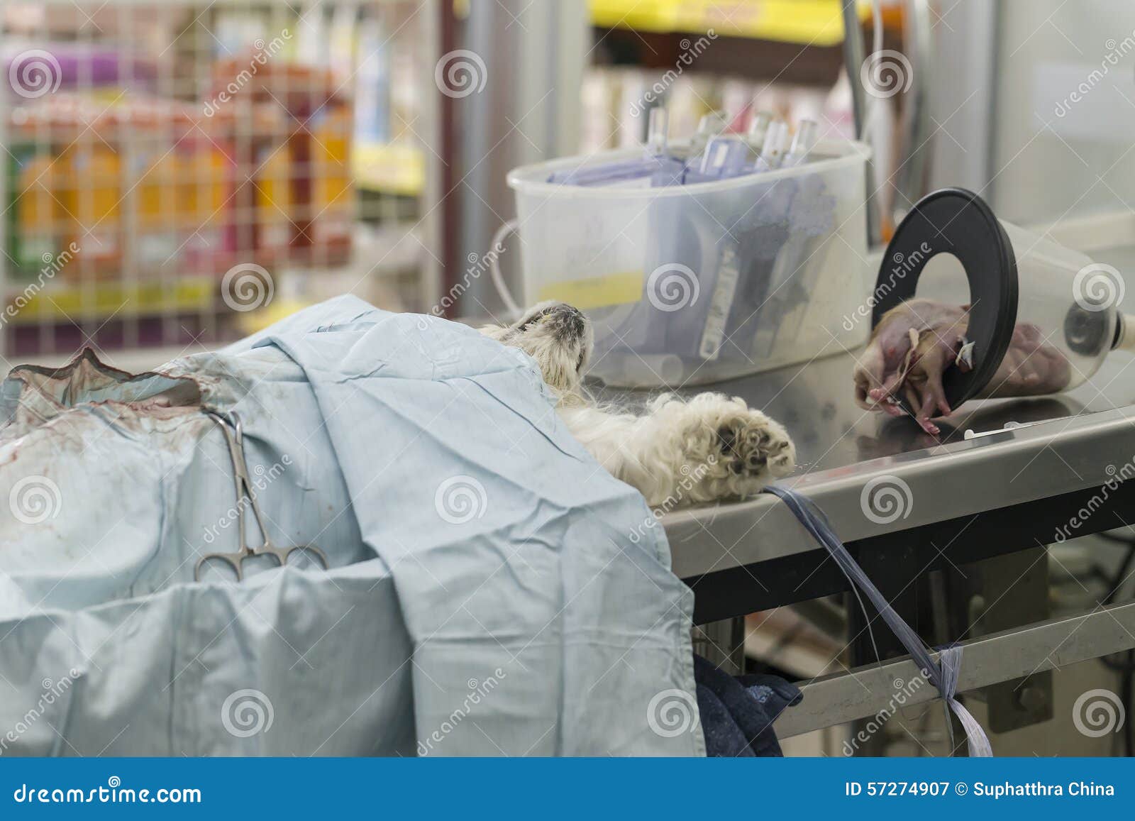 Animal surgery stock image. Image of adult, surgery, reproductive ...