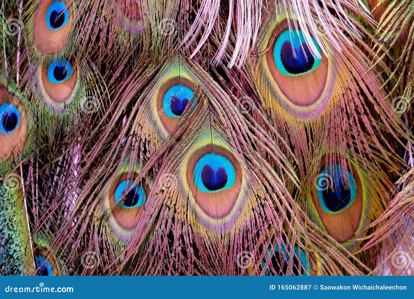 Close Up Peacock Tail Pattern with Multicolor Details Stock Image ...