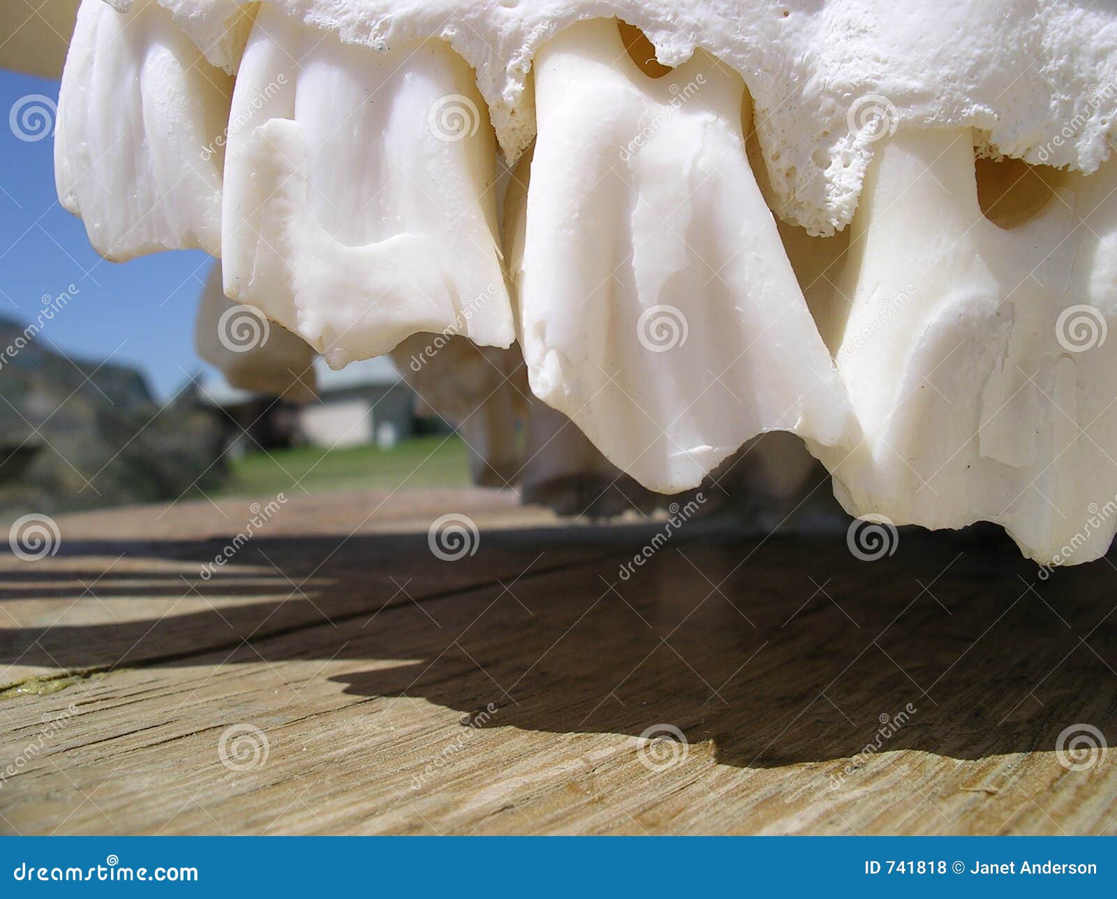 Animal Teeth stock photo. Image of teeth, animal, tooth - 741818