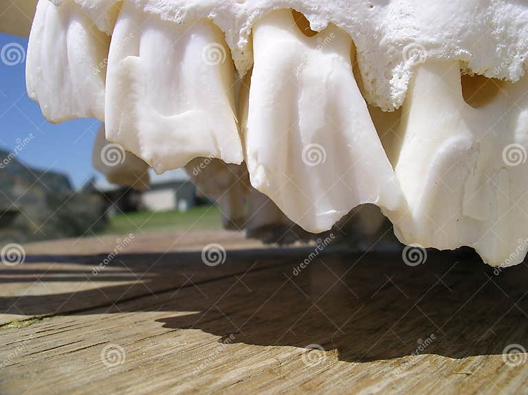 Animal Teeth stock photo. Image of teeth, animal, tooth - 741818