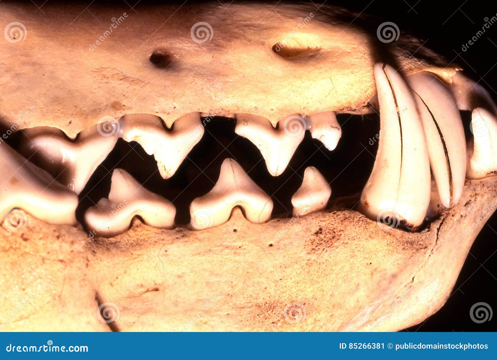 Animal Teeth, Side View Picture. Image: 85266381