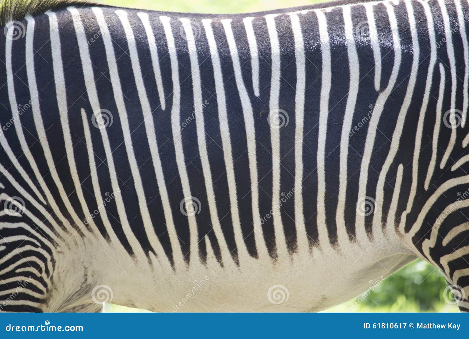 ANIMAL Texture Background - Zebra Fur Stock Image - Image of background ...