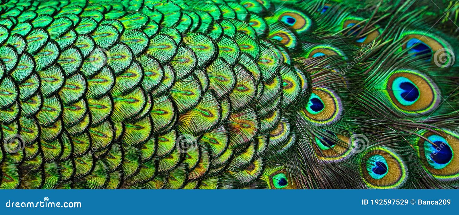 Fox Fur Animal Texture Background Royalty-Free Stock Photography ...