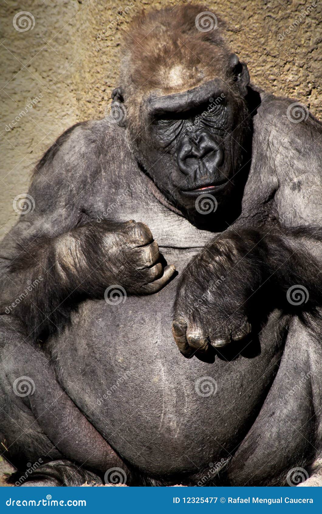 Animal thinking stock image. Image of animal, gorilla - 12325477