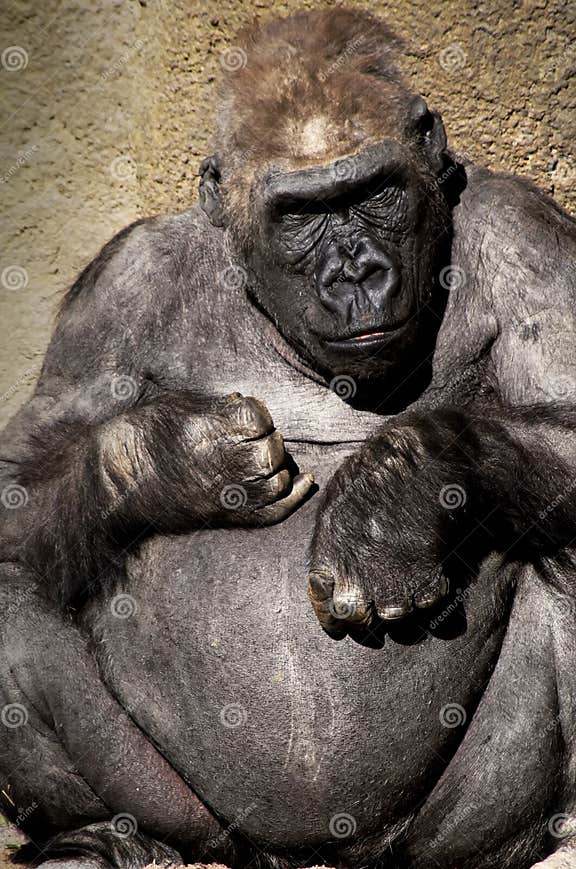 Animal thinking stock image. Image of animal, gorilla - 12325477