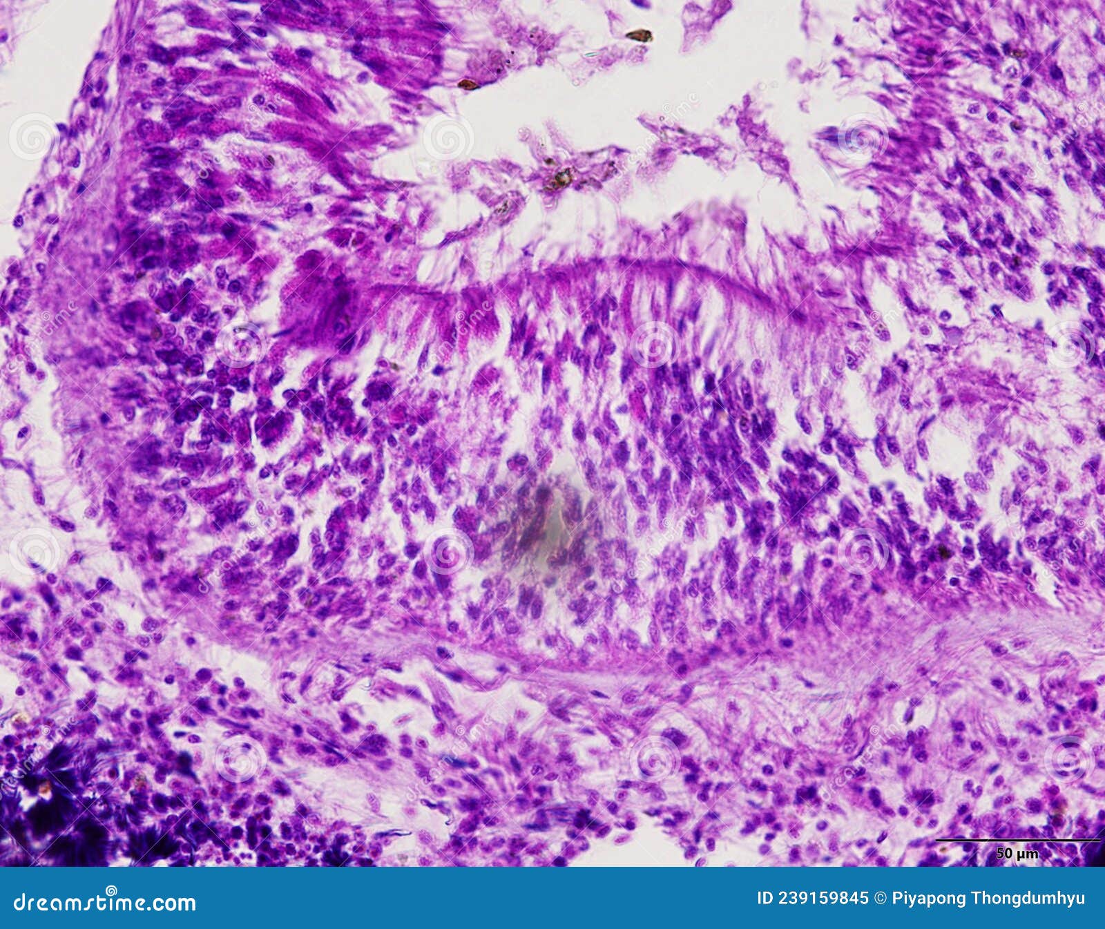 Animal Tissue Samples Under the Microscope. Stock Image - Image of ...