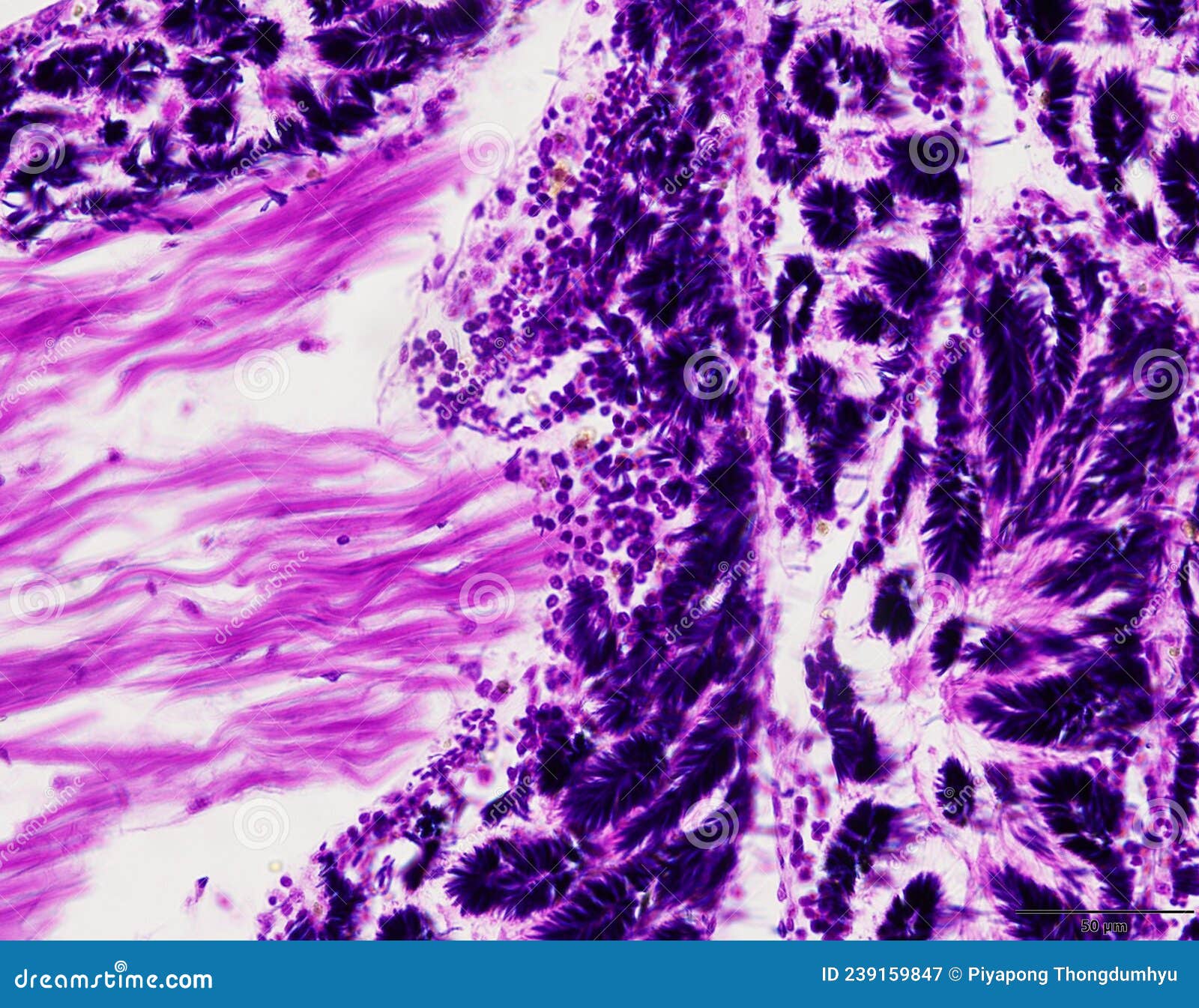 Animal Tissue Samples Under the Microscope. Stock Image - Image of ...