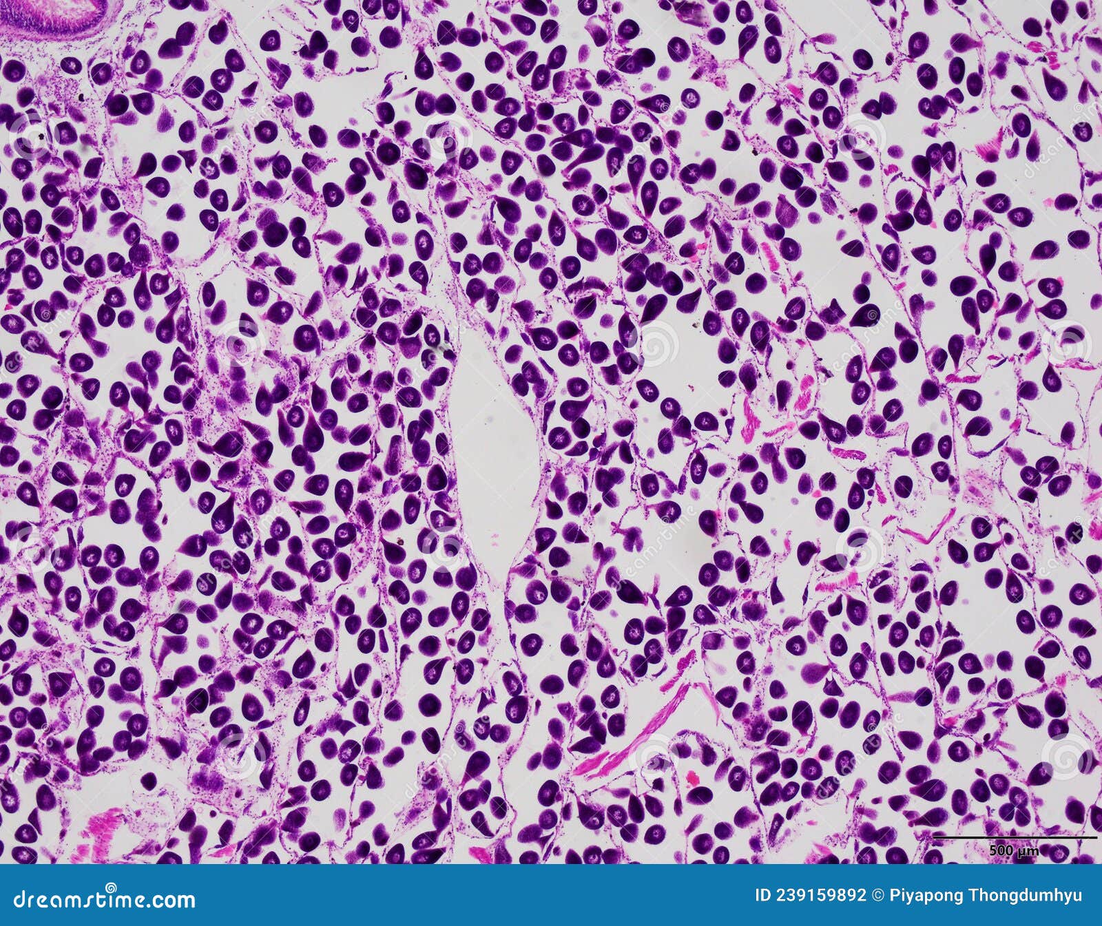 Animal Tissue Samples Under the Microscope. Stock Photo - Image of ...