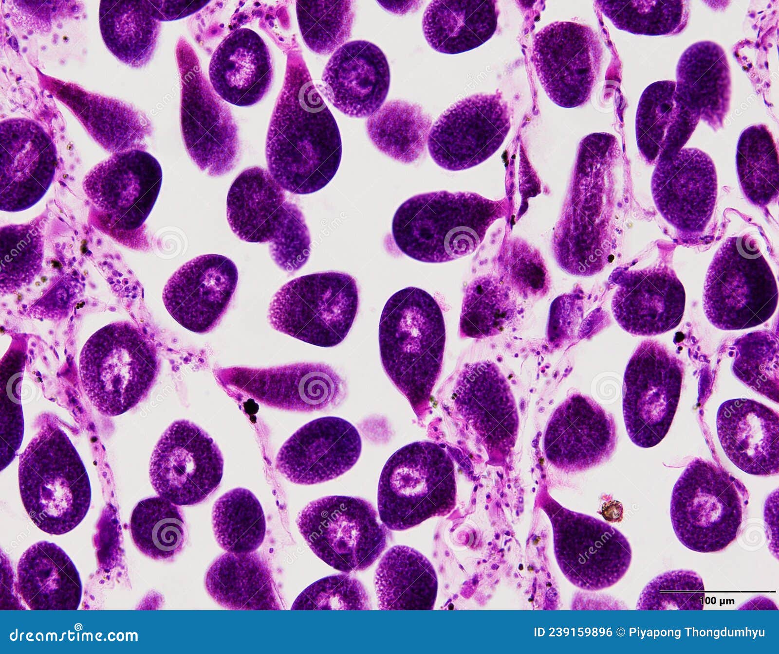 Animal Tissue Samples Under the Microscope. Stock Photo - Image of ...