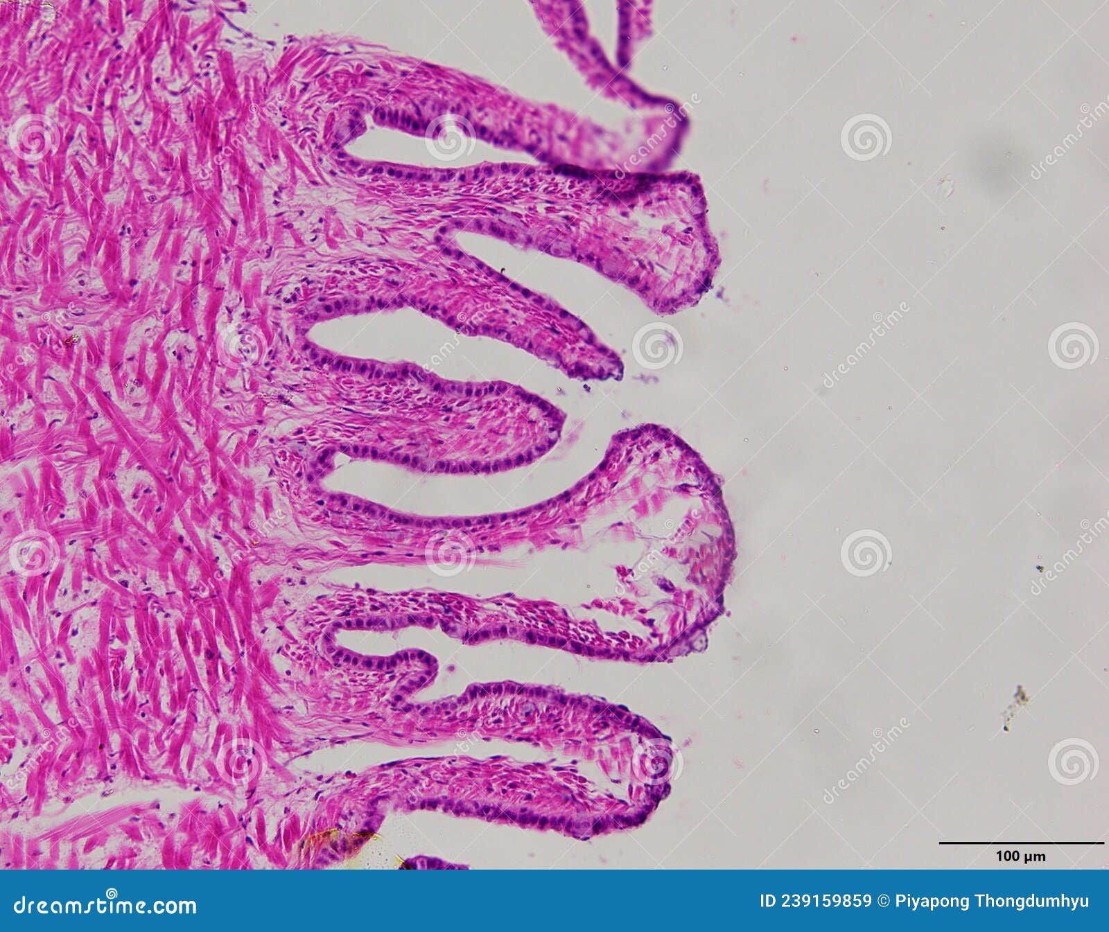 Animal Tissue Samples Under the Microscope. Stock Image - Image of ...