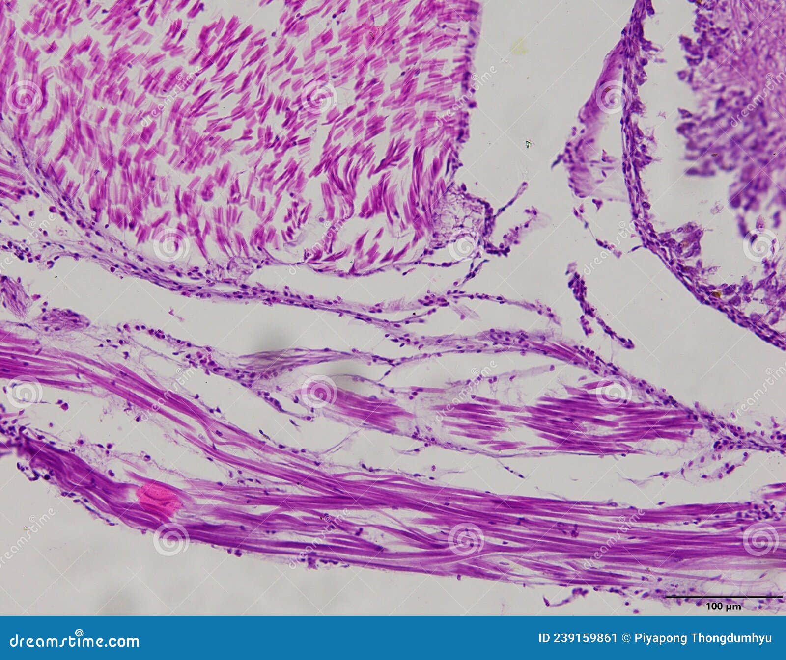 Animal Tissue Samples Under the Microscope. Stock Image - Image of ...