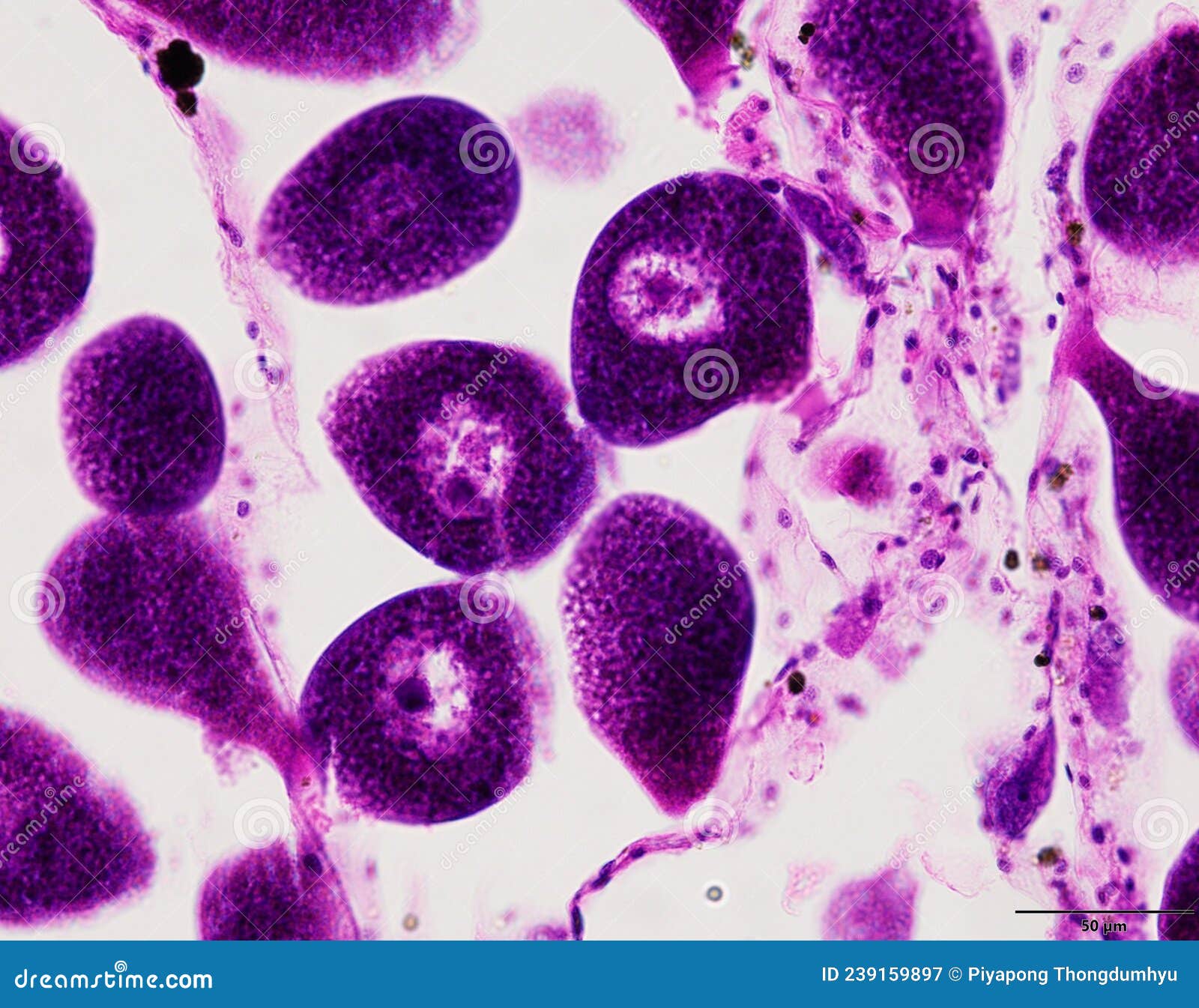 Animal Tissue Samples Under the Microscope. Stock Image - Image of ...