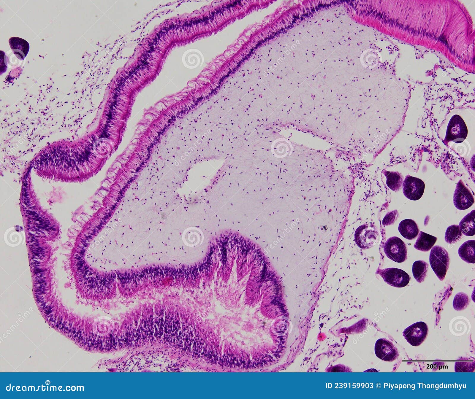 Animal Tissue Samples Under the Microscope. Stock Image - Image of ...