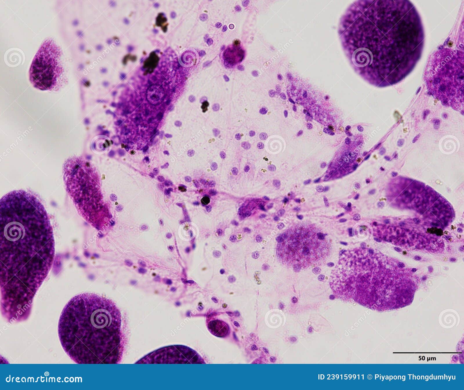 Animal Tissue Samples Under the Microscope. Stock Image - Image of ...