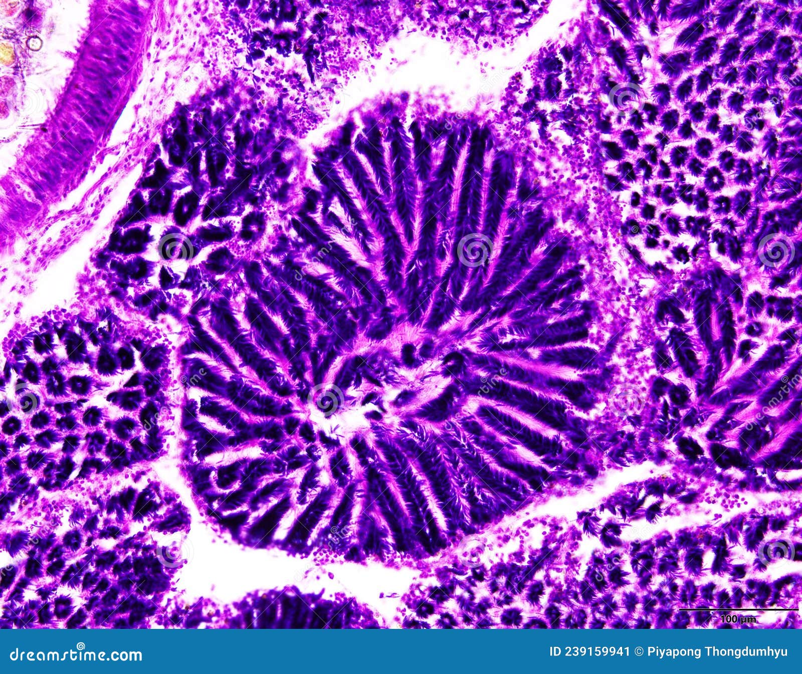 Animal Tissue Samples Under the Microscope. Stock Image - Image of ...