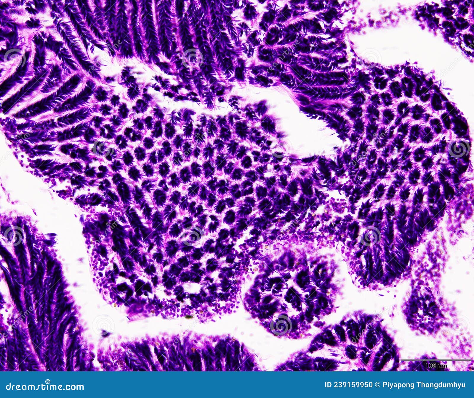 Animal Tissue Samples Under the Microscope. Stock Photo - Image of ...