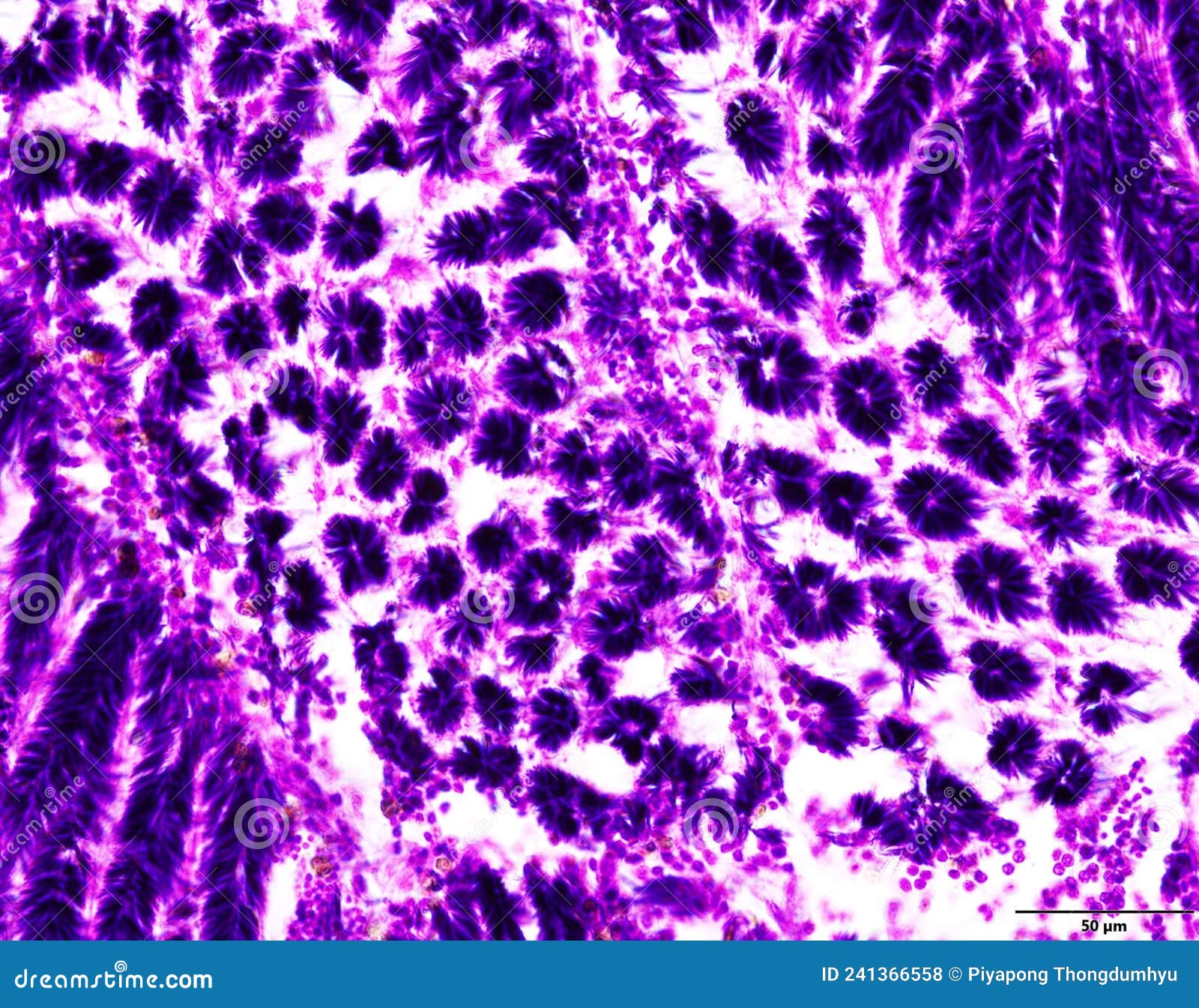 Animal Tissue Samples Under the Microscope. Stock Photo - Image of ...