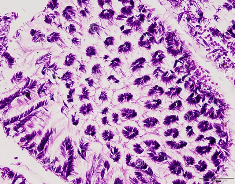 Animal Tissue Samples Under the Microscope. Stock Image - Image of ...