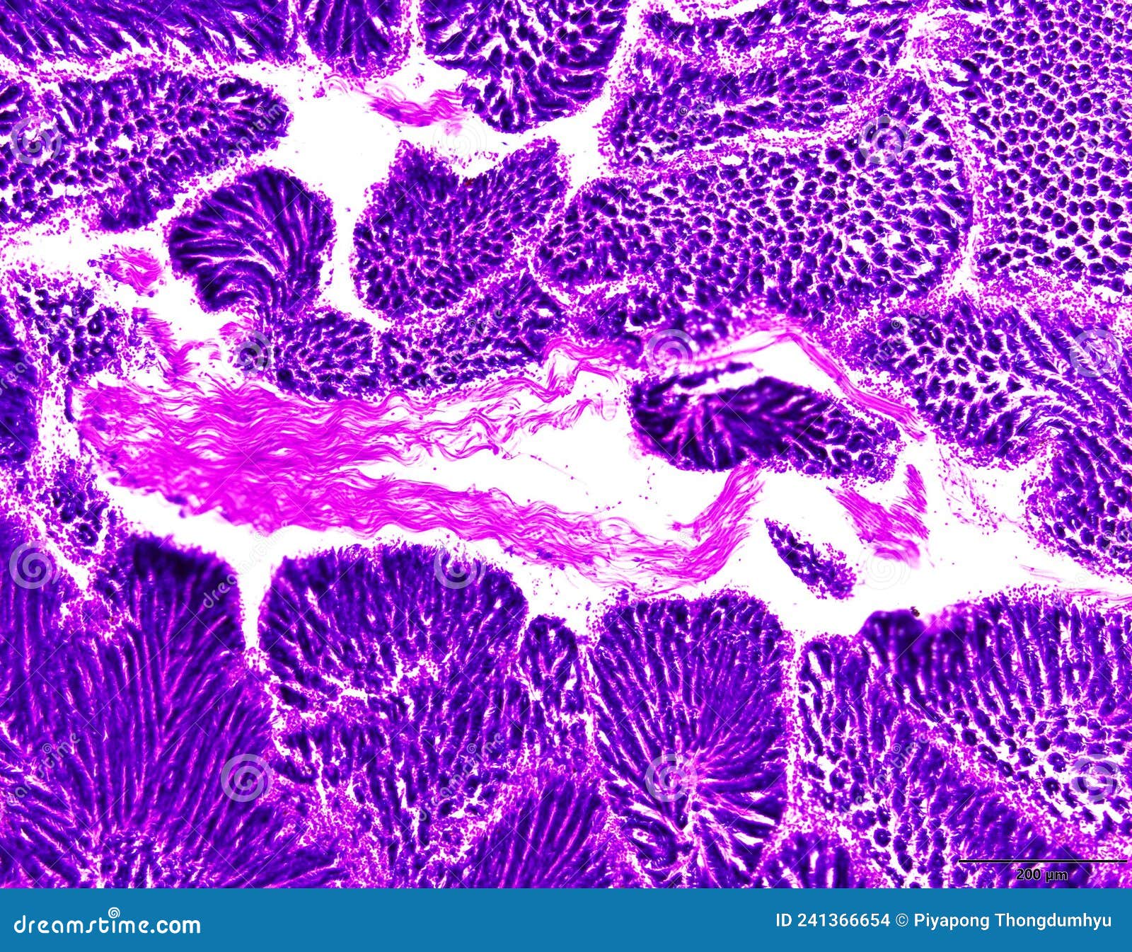 Animal Tissue Samples Under the Microscope. Stock Photo - Image of ...