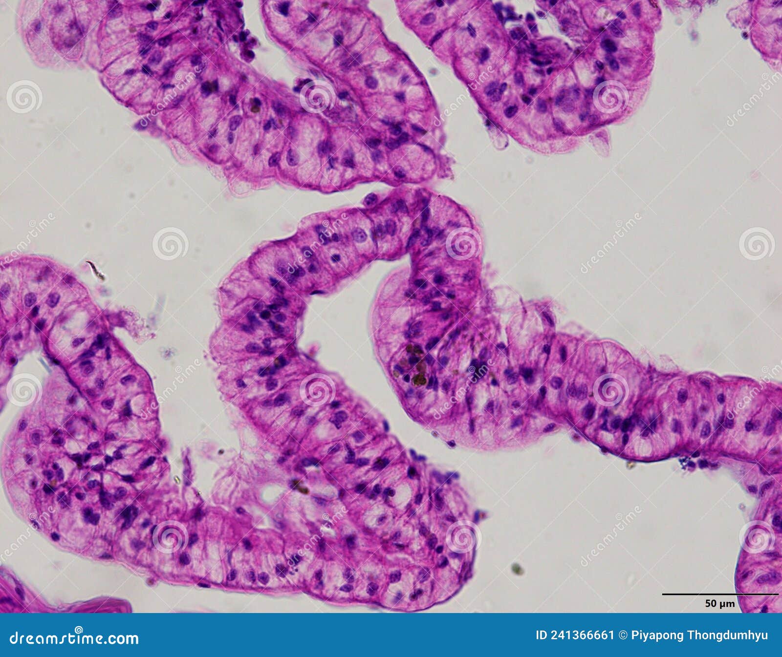 Animal Tissue Samples Under the Microscope. Stock Image - Image of ...