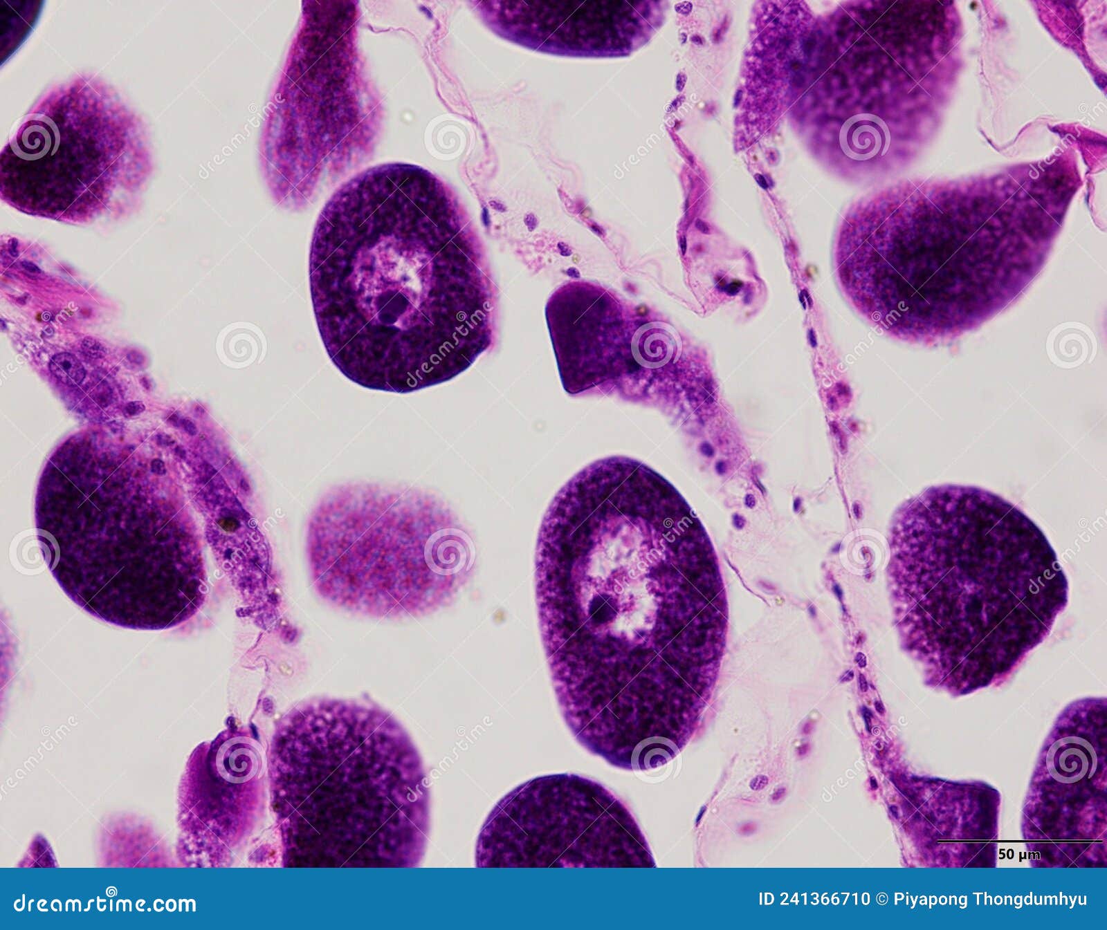 Animal Tissue Samples Under the Microscope. Stock Photo - Image of ...