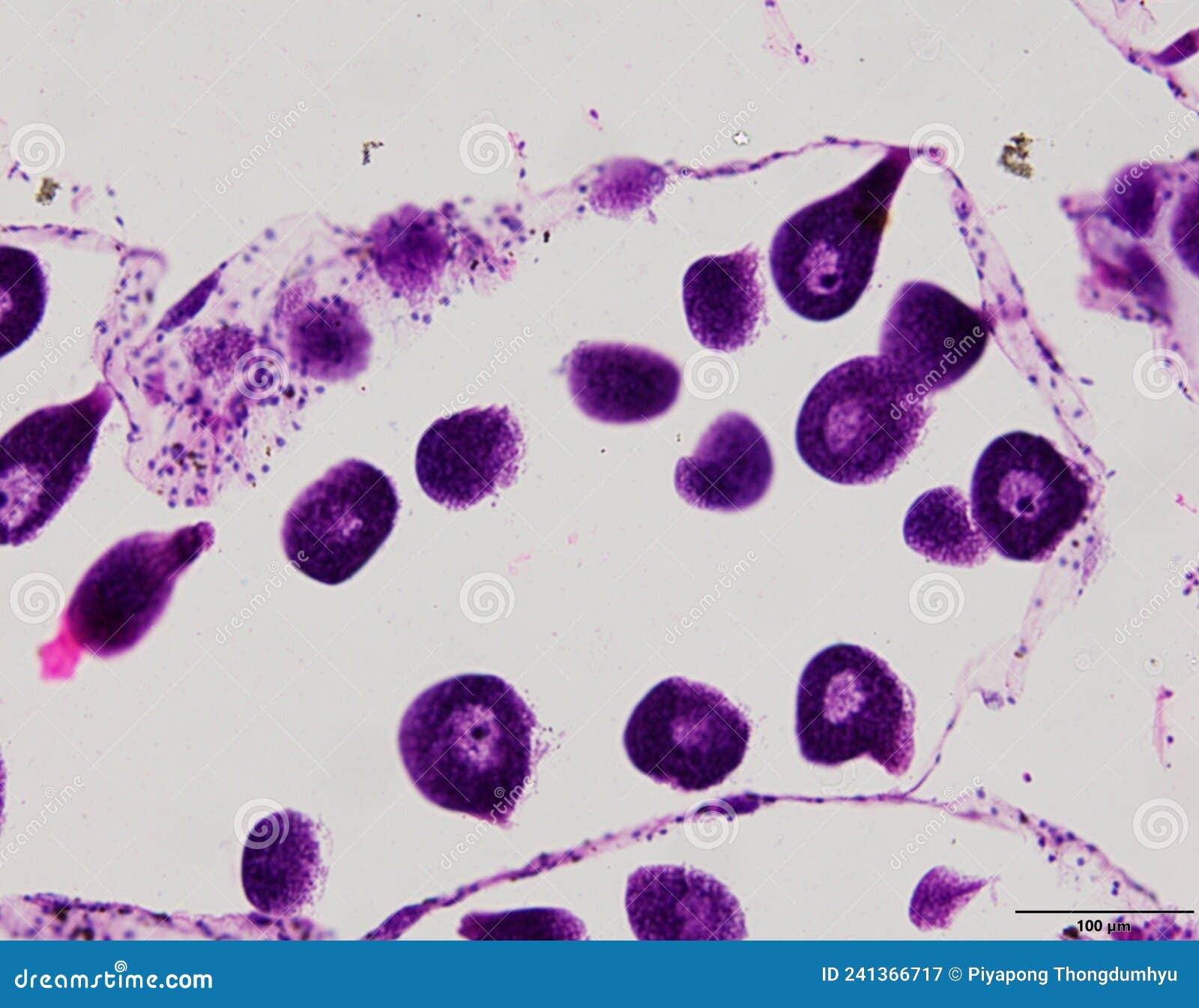 Animal Tissue Samples Under the Microscope. Stock Image - Image of ...