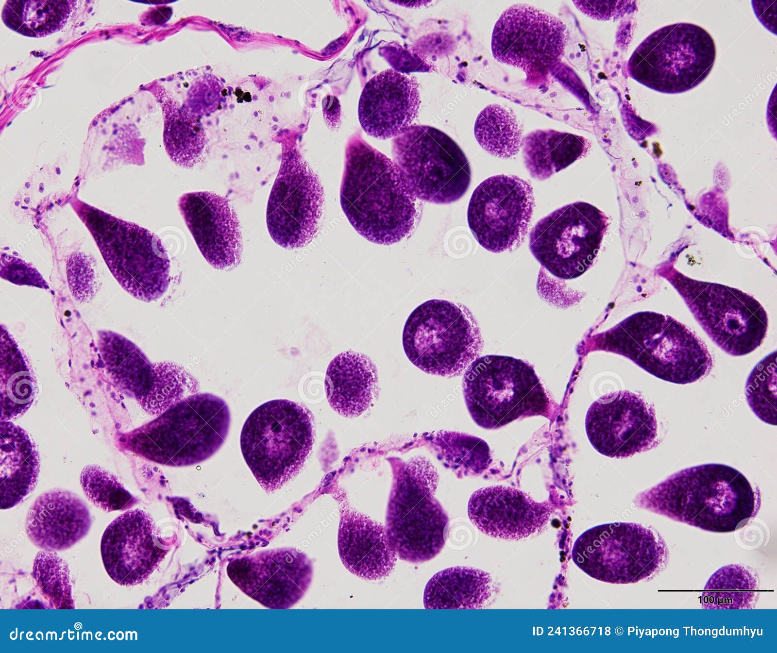 Animal Tissue Samples Under the Microscope. Stock Photo - Image of ...