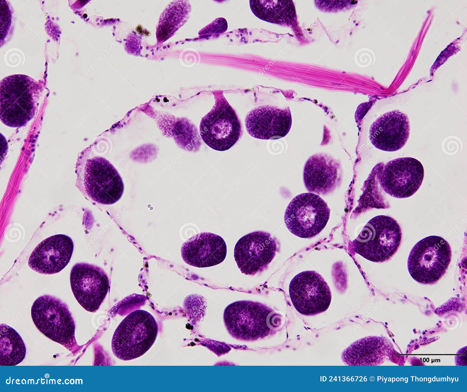 Animal Tissue Samples Under the Microscope. Stock Photo - Image of ...