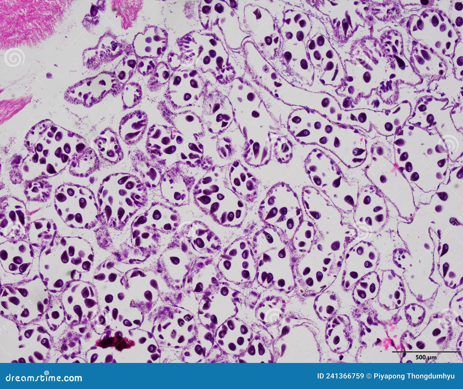 Animal Tissue Samples Under the Microscope. Stock Image - Image of ...