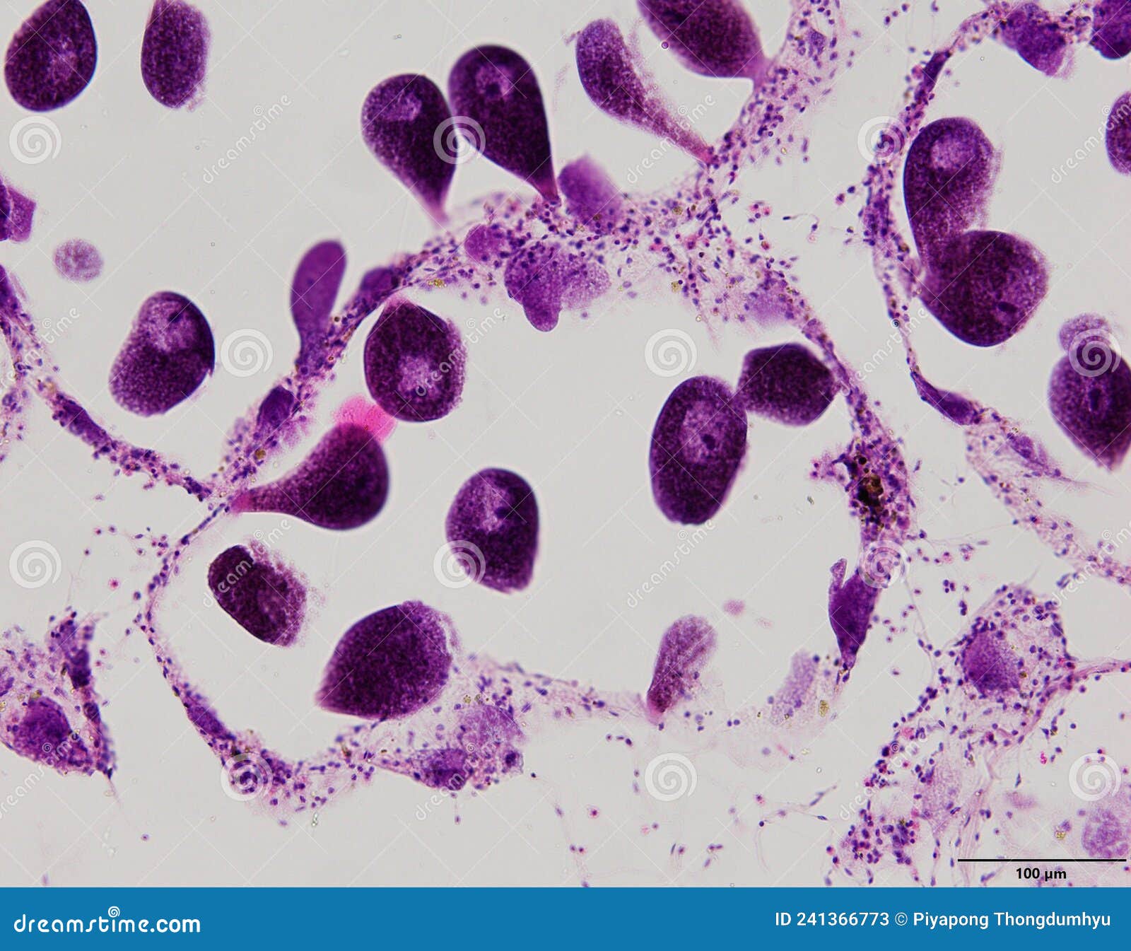 Animal Tissue Samples Under the Microscope. Stock Image - Image of cell ...