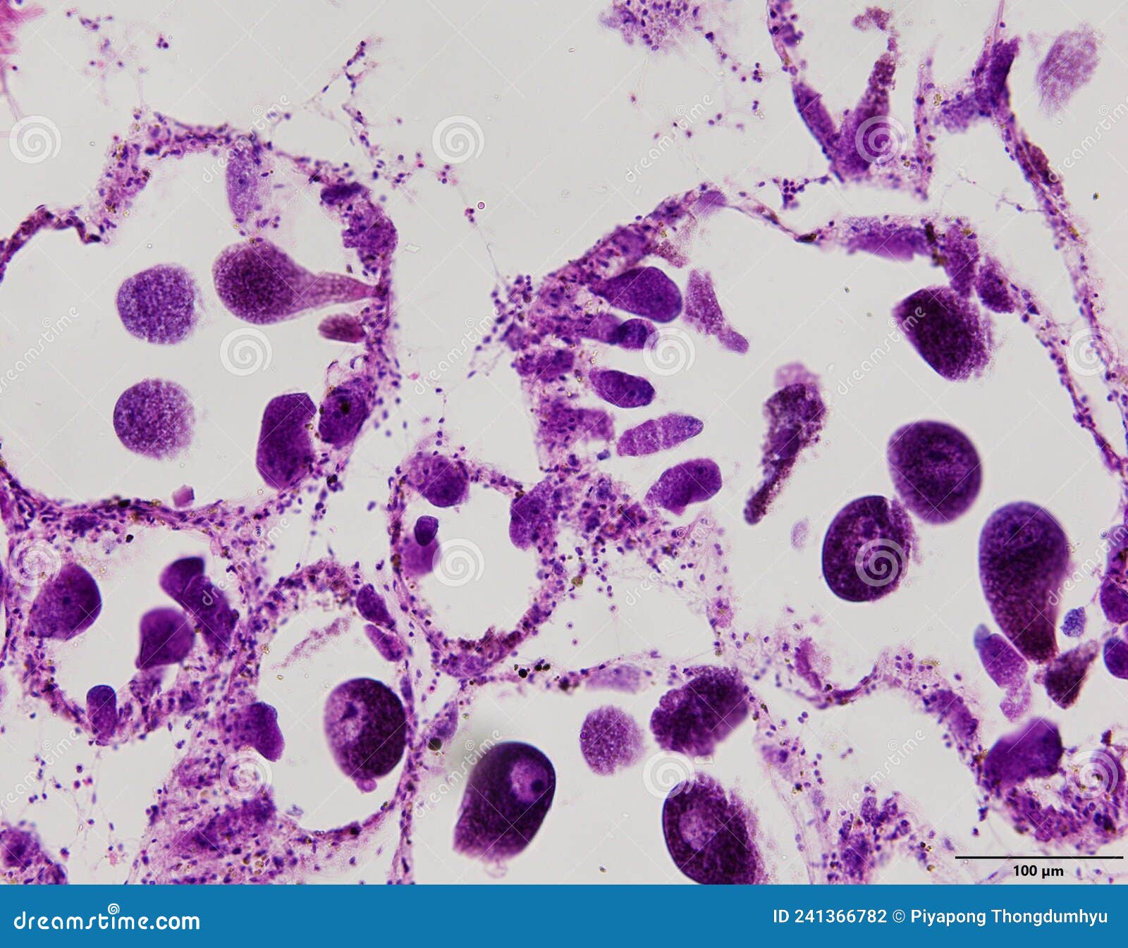 Animal Tissue Samples Under the Microscope. Stock Photo - Image of ...