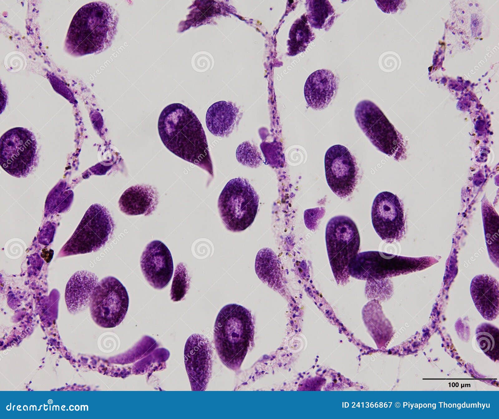 Animal Tissue Samples Under the Microscope. Stock Image - Image of ...