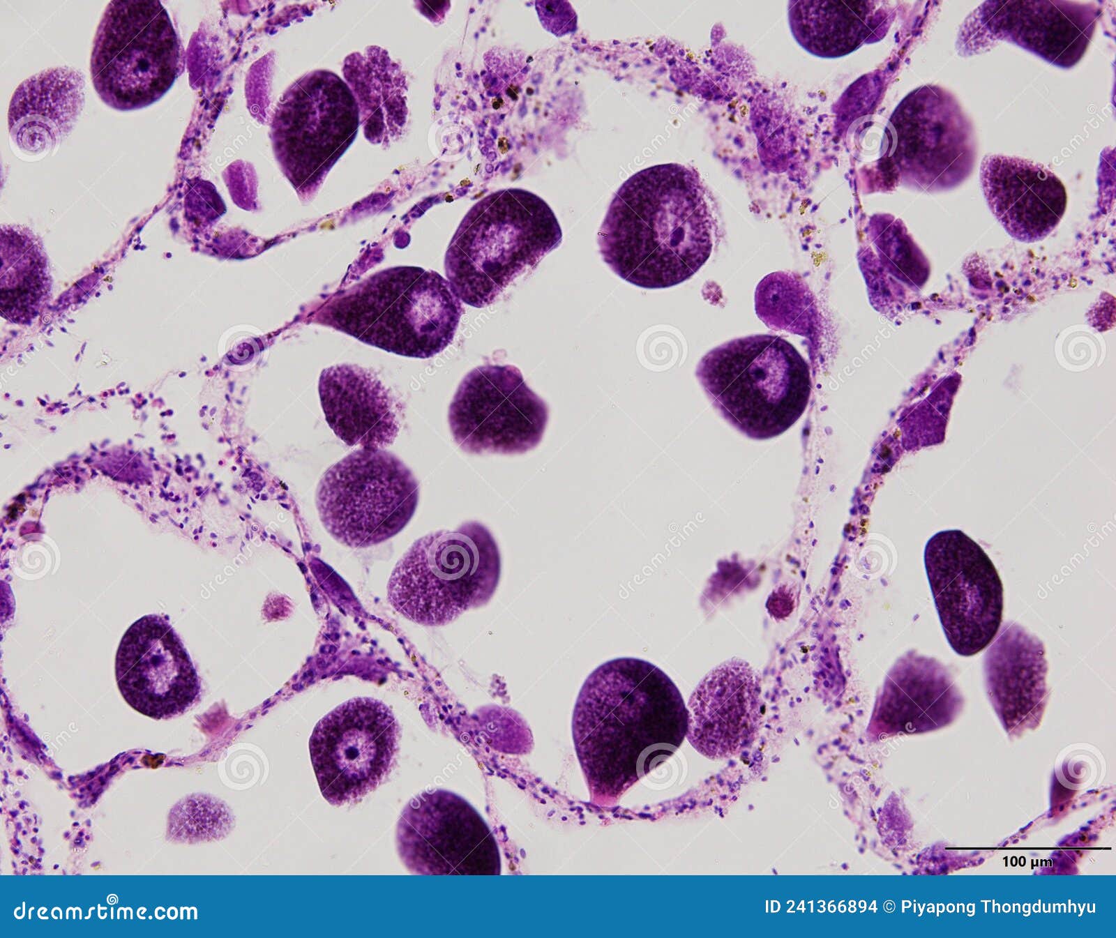 Animal Tissue Samples Under the Microscope. Stock Photo - Image of ...