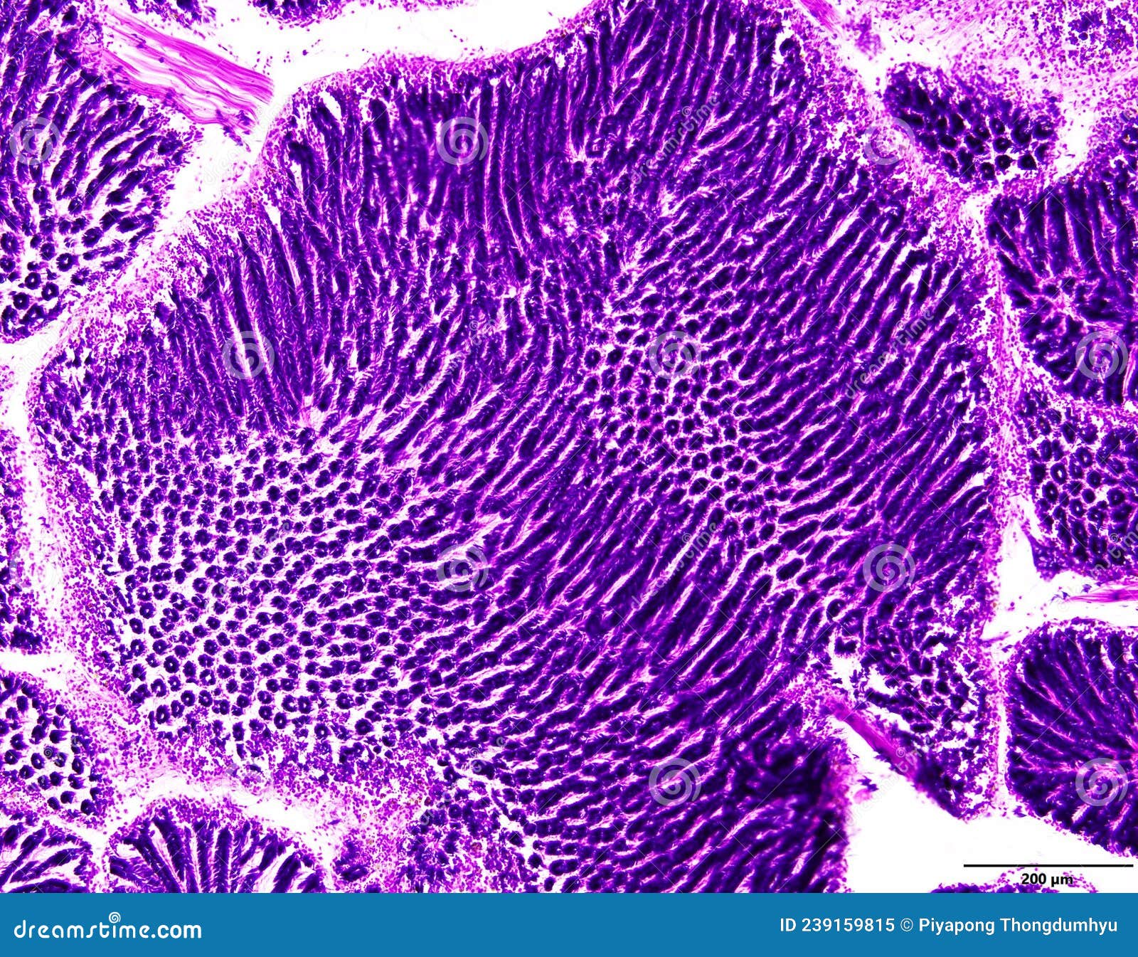 Animal Tissue Samples Under the Microscope. Stock Image - Image of ...
