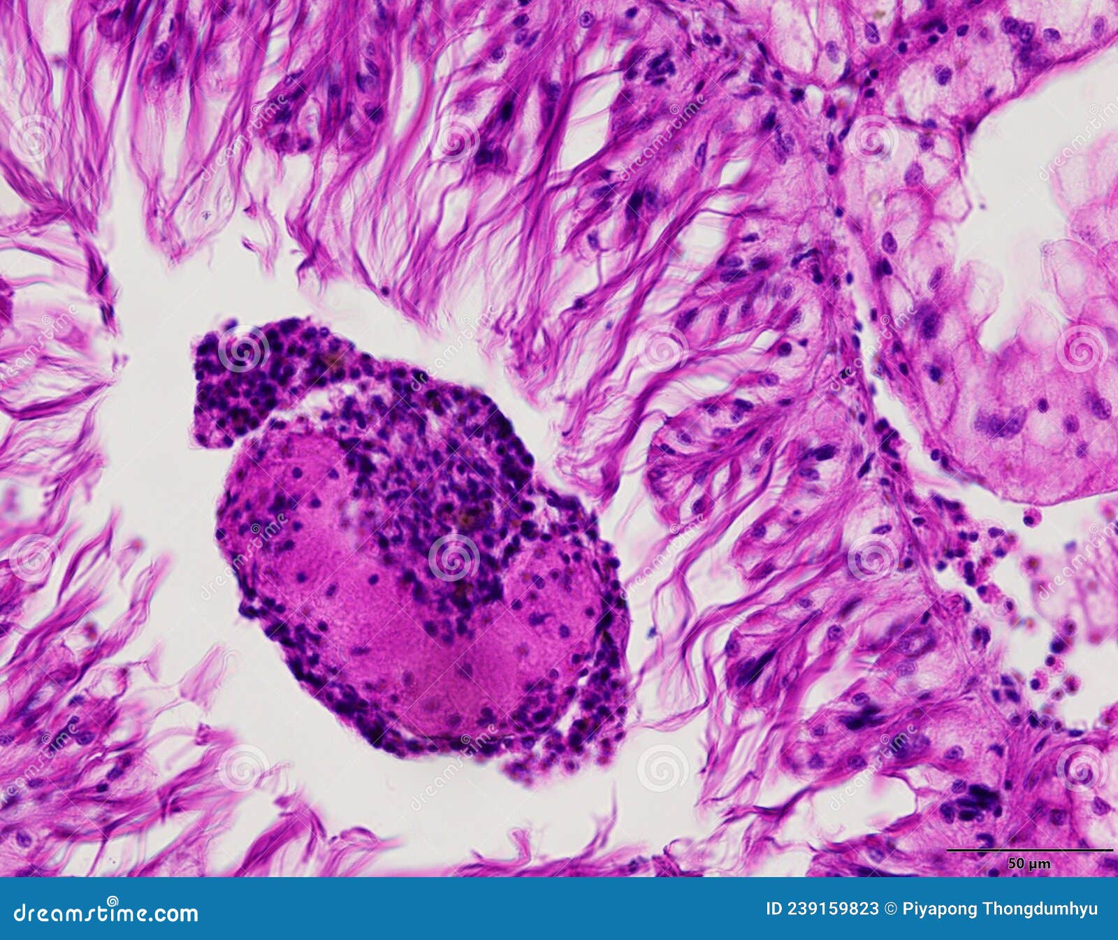 Animal Tissue Samples Under the Microscope. Stock Image - Image of ...